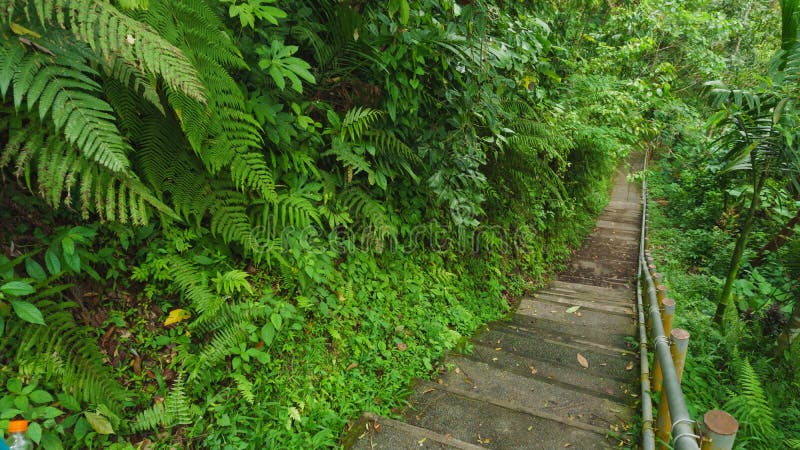 Walking Trail in Tropical Forest Stock Image - Image of fern, adventure ...