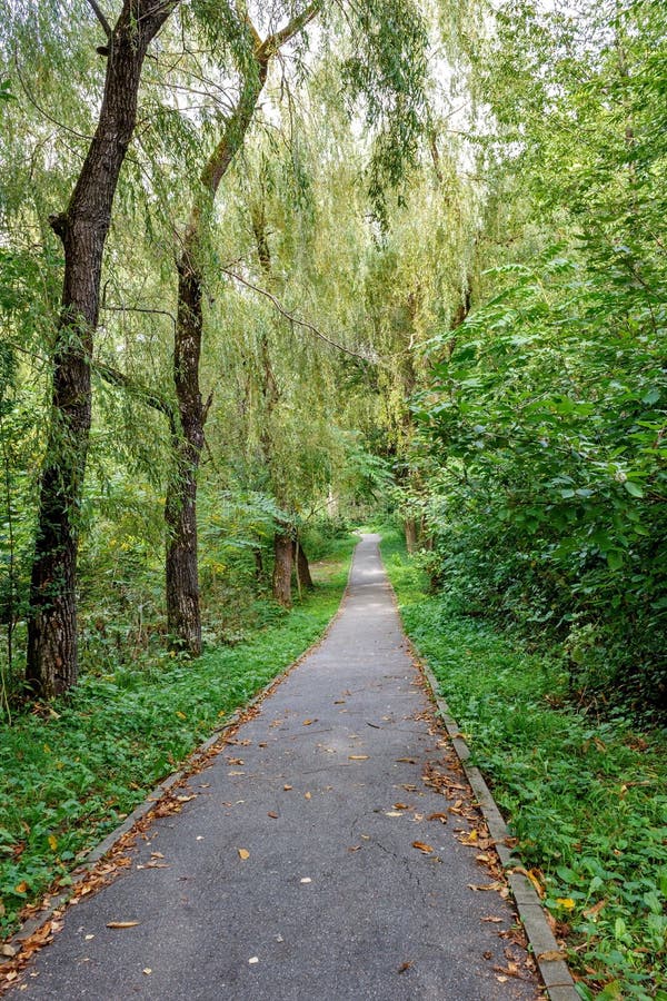 Walking Trail Tropical Forest Trees Bushes. Beautiful Green Forest in ...