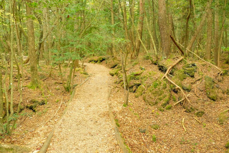 Walking Trails in the Old Forest Stock Image - Image of forest, green ...