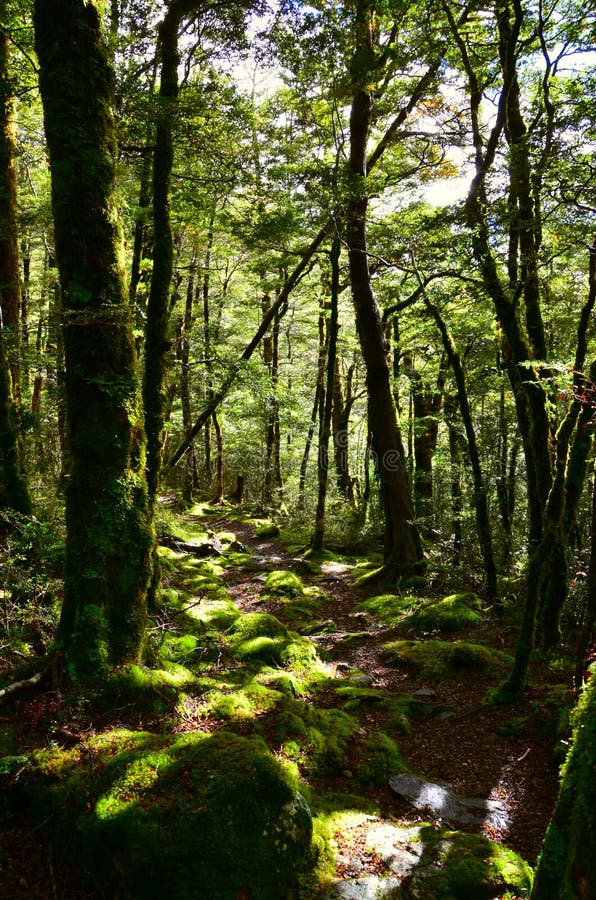 Sabine National Forest Stock Photos - Free & Royalty-Free Stock Photos ...