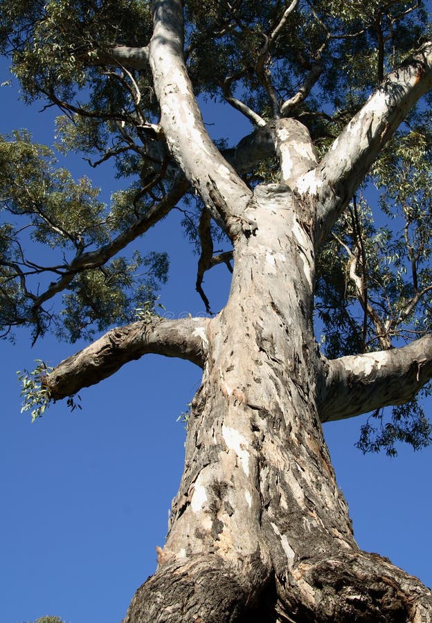 3,200+ Walking tree Free Stock Photos - StockFreeImages