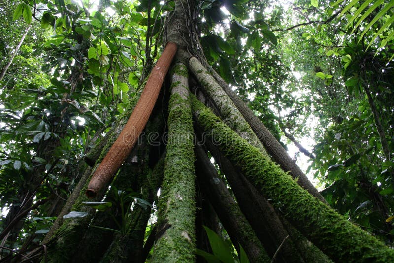 Walking tree 2 stock photo. Image of cloudforest, rainforest - 1464832