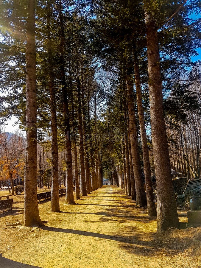 Walking through the Tree Lane Stock Photo - Image of plant, woodland ...