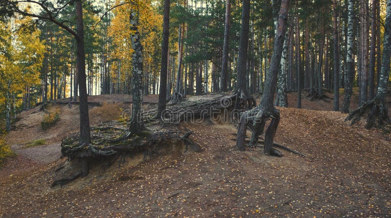 Walking Tree Roots in Autumn Stock Photo - Image of woods, wood: 200601404