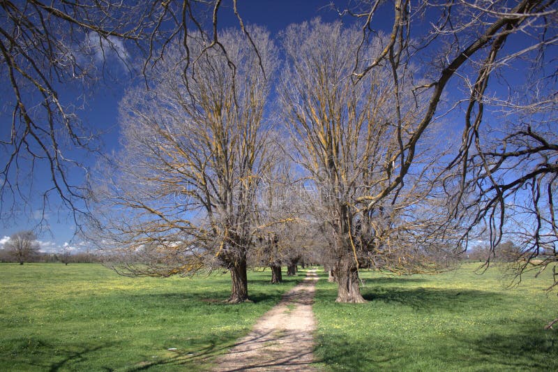 Walking among trees stock image. Image of path, blue - 13505251