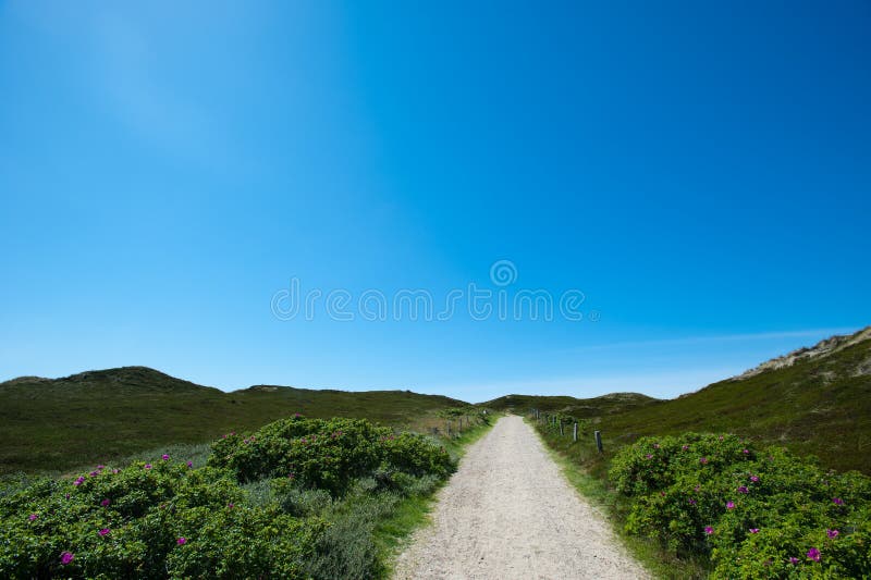 Walking Under Beautiful Syk Stock Image - Image of nature, feel: 45865837
