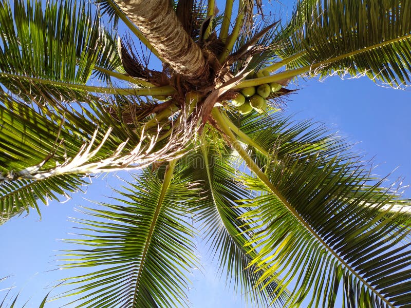 Walking under coconut tree stock image. Image of produce - 225819361