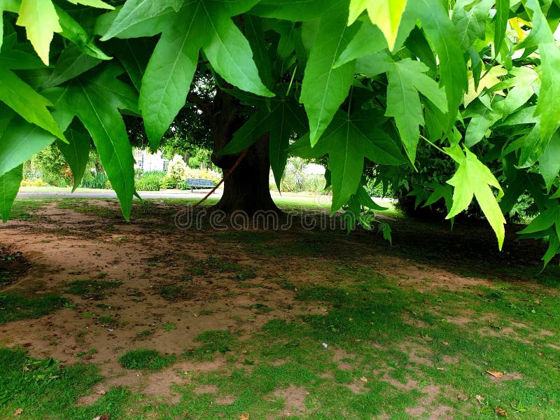Walking Under Low Growing Branches Stock Photo - Image of walking ...