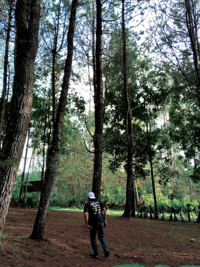 Walking Under Trees at the Camping Ground Forest Stock Photo - Image of ...