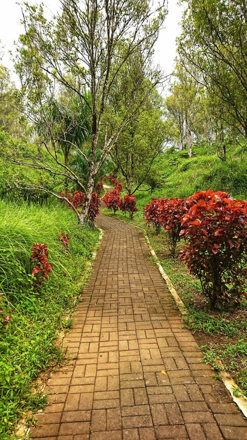 Walking Way To the Plantation Stock Image - Image of lawn, yard: 262840349