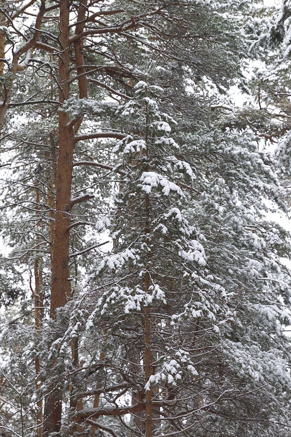 Walking through the Winter Forest on the First Snow Stock Photo - Image ...