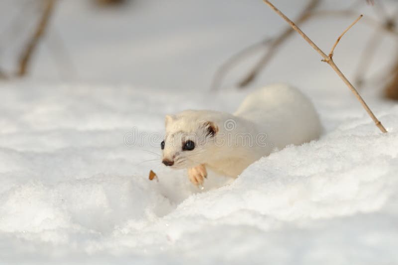 Red squirrel on the snow stock photo. Image of beauty - 29273986