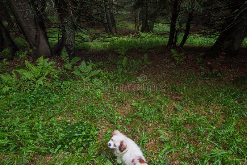 Walking in the Woods with the Dog Stock Image - Image of outdoors ...