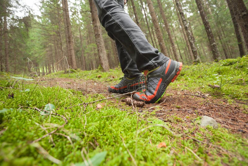 Walking in the Woods Long a Path Stock Image - Image of path, trekking ...