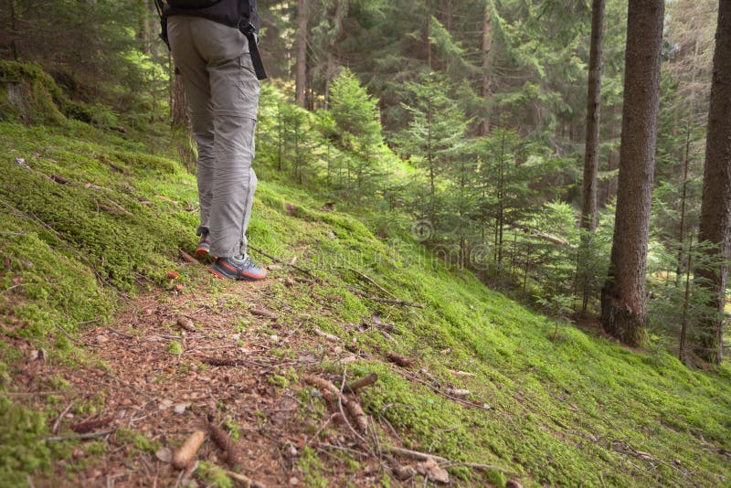 Walking in the Woods Long a Path Stock Photo - Image of walking, green ...