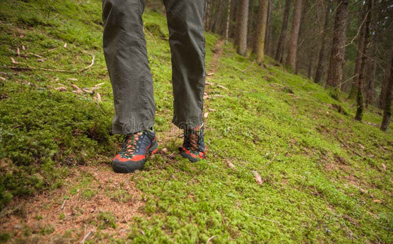 Long Path At Liberty Park Plantaion Stock Photo - Image of shade, fresh ...