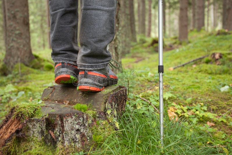 Walking in the Woods Out of Path Stock Image - Image of nature, road ...