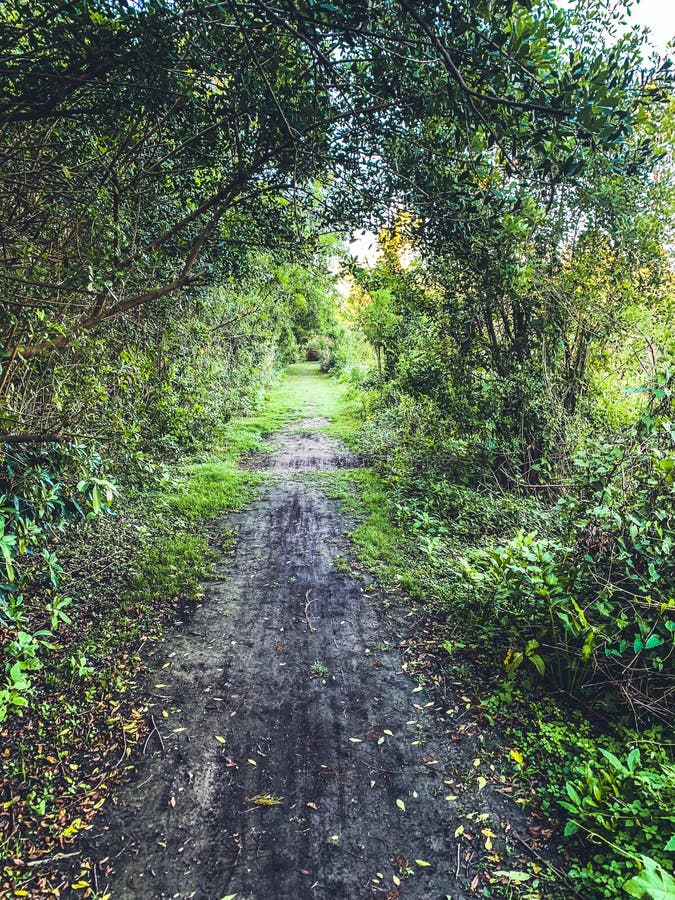 Walking through the Woods in Wilderness Stock Photo - Image of ...