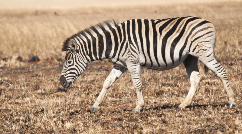 Walking Zebra stock image. Image of pattern, black, zebra - 20191245