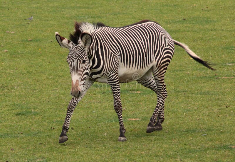 Walking zebra stock photo. Image of zebra, danger, mara - 21759166