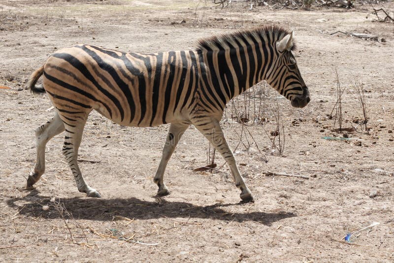 Walking Zebra stock image. Image of looking, wild, africa - 26480627
