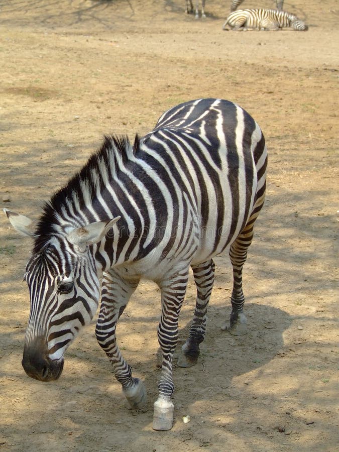 Walking zebra stock photo. Image of back, rest, wild - 82238370