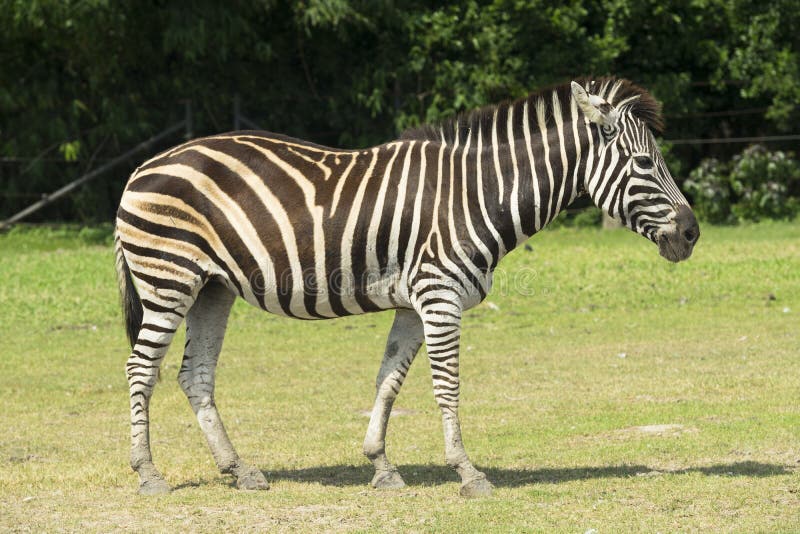 Zebra at the zoo. stock image. Image of animal, grass - 119677745