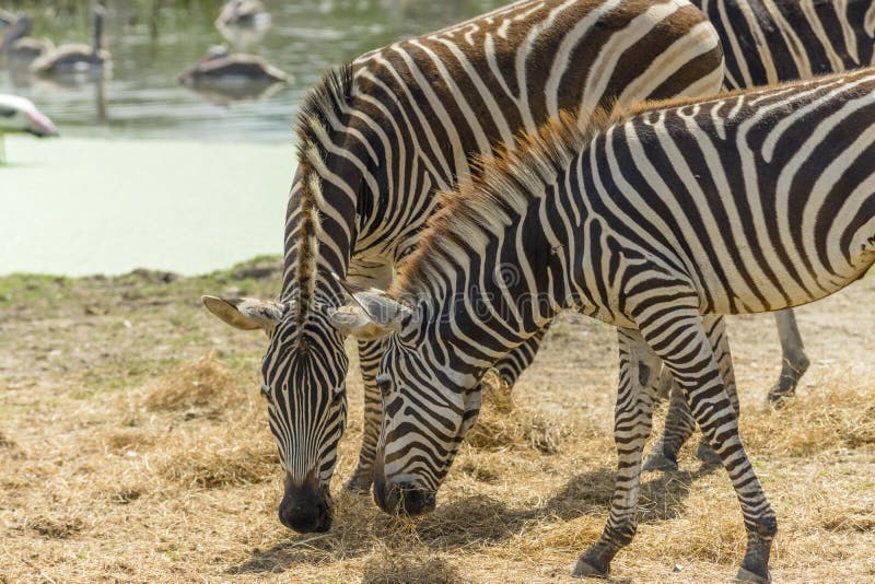 Zebra at the zoo. stock photo. Image of forest, mara - 119678106
