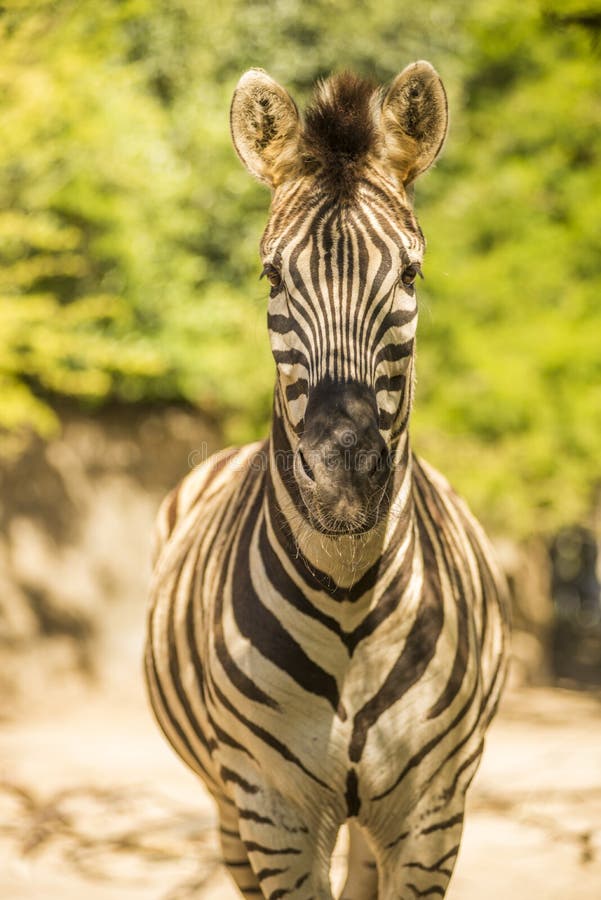 Walking zebra stock image. Image of staring, wild, stripes - 83264465