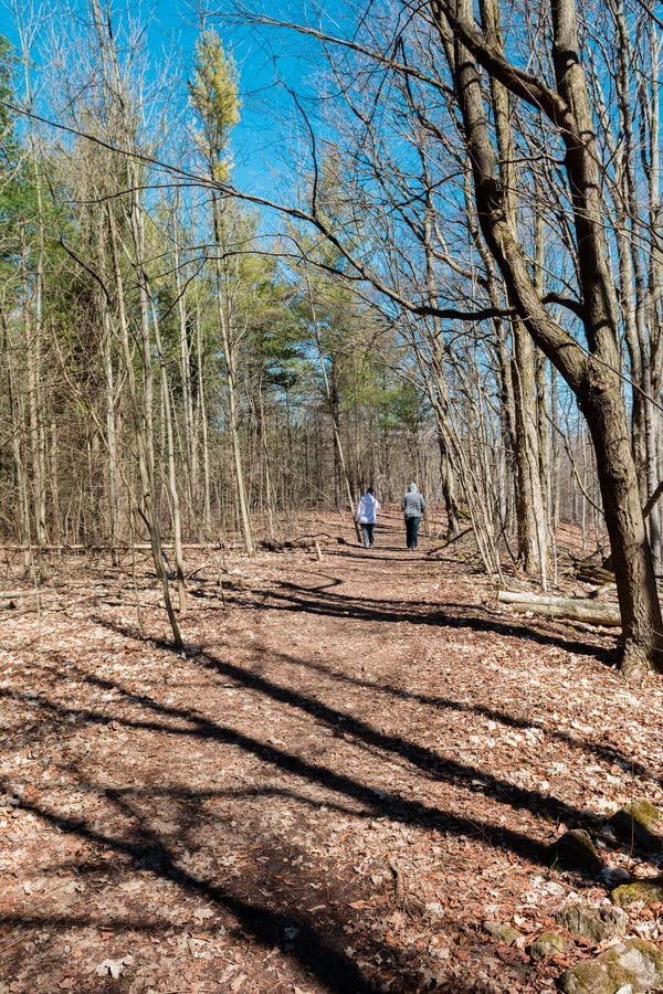Walks in the Early Spring in the Forest Stock Image - Image of season ...