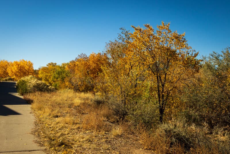 Autumn Trees stock photo. Image of blue, season, tallgrass - 233360702