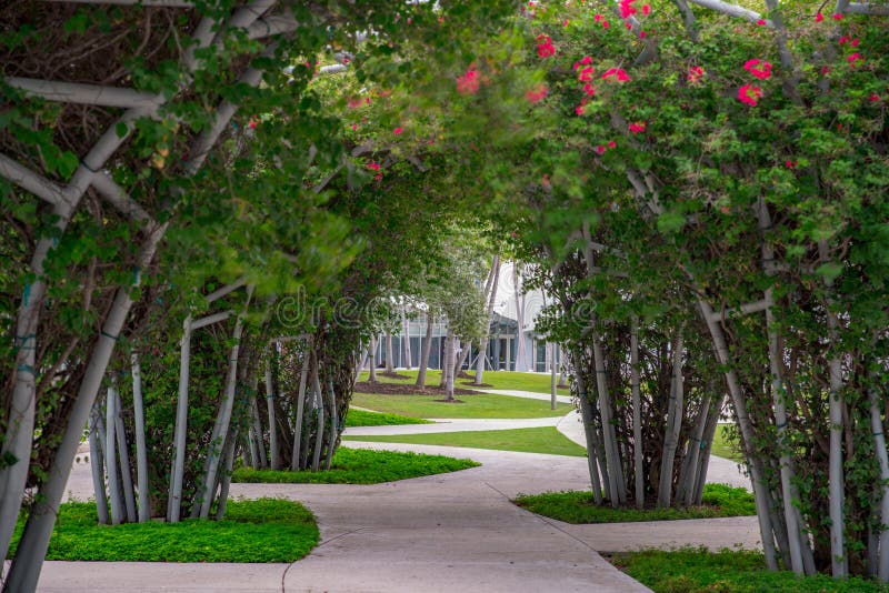 Trees Arching Over Road With Converging Lines At The Horizon Of A Long ...