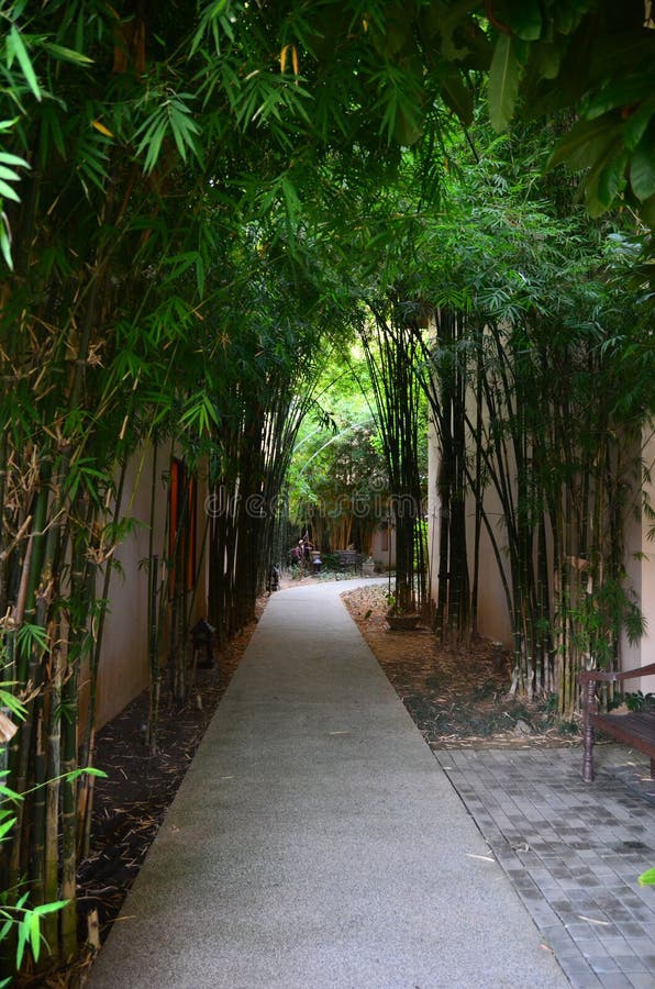Walkway bamboo stock image. Image of green, tree, bamboo - 55131569