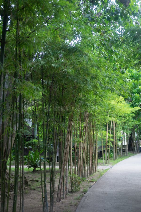 Walkway with Bamboo Tree Decoration Stock Photo - Image of thailand ...