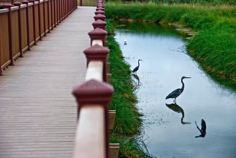 Walkway in bird sanctuary stock photo. Image of sanctuary - 11890452