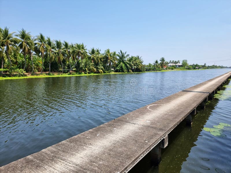 The Walkway of Canal Side and Coconut Palm Tree Plantation. Stock Photo ...