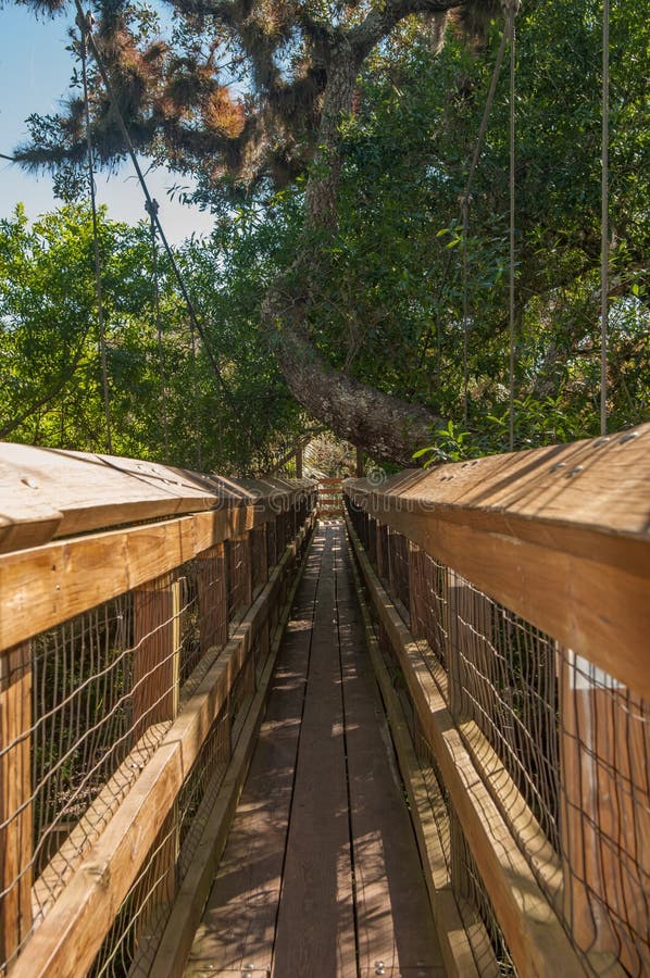 Walkway Canopy in the Trees Stock Image - Image of wooden, suspended ...