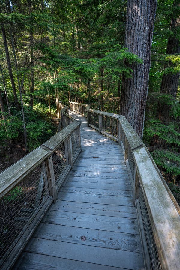 Walkway in the Capilano Suspension Bridge Park Stock Image - Image of ...