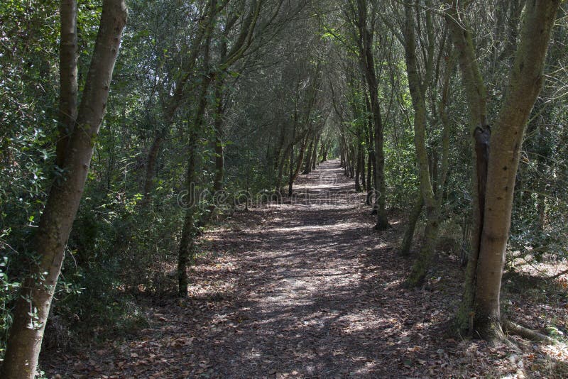 Walkway Entering into the Forest Stock Photo - Image of nature, road ...