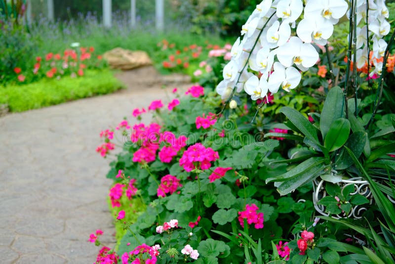 Walkway in Flower Garden Park Stock Photo - Image of pathway, blossom ...