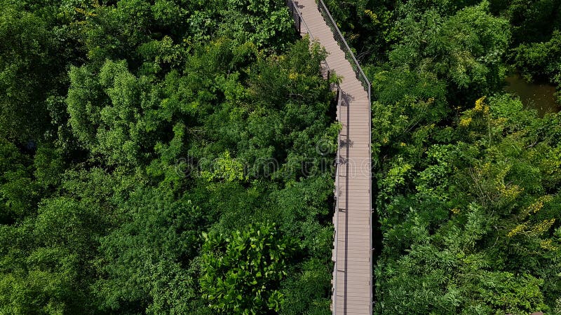 Walkway in the Forest on Bird Eye View Stock Photo - Image of park ...