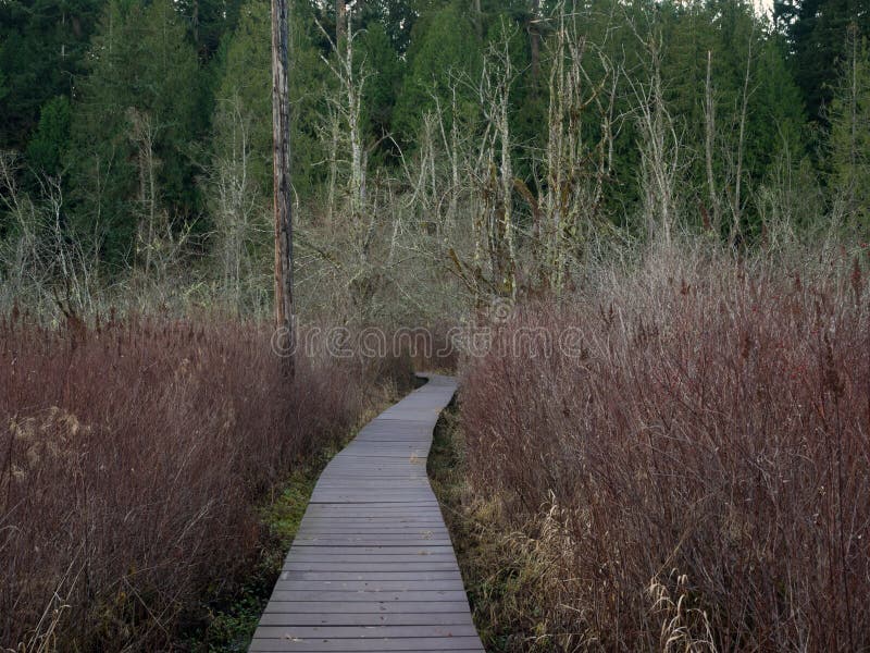 Walkway in Forest Opening stock photo. Image of path - 91548480