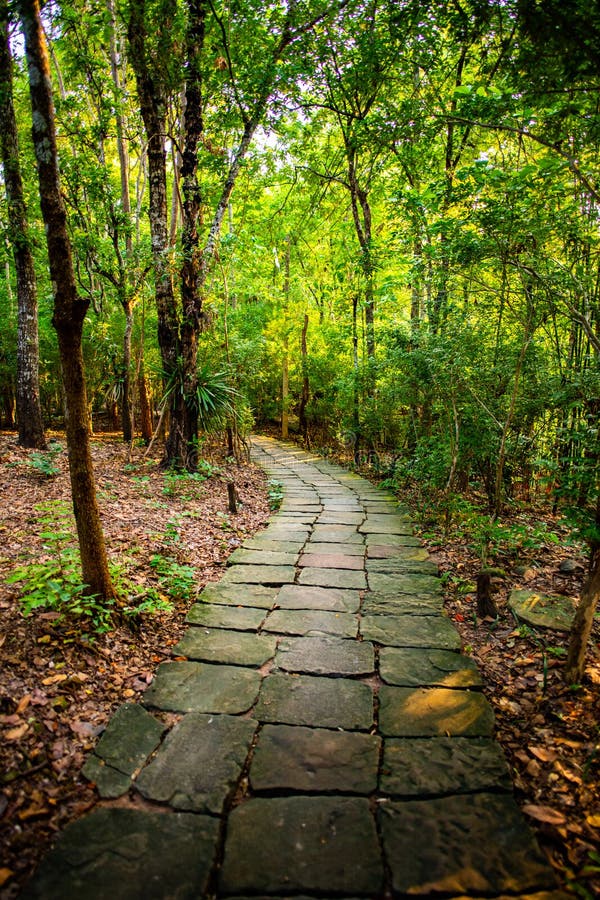 Walkway in the forest stock image. Image of nature, phayao - 160347793