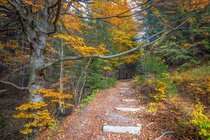 Walkway through Forest with Trees in Autumn Colors Stock Photo - Image ...