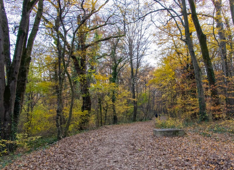 Walkway in a Forest with Yellow Autumn Trees Stock Photo - Image of ...