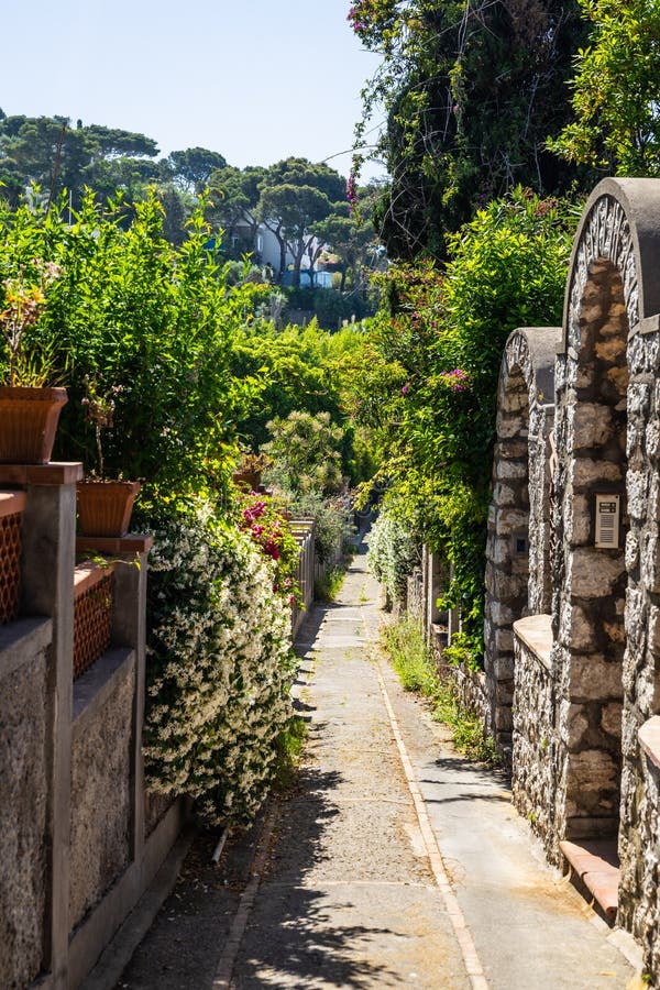 A Walkway Frame by Vegetation, Shaded by the Trees Stock Photo - Image ...