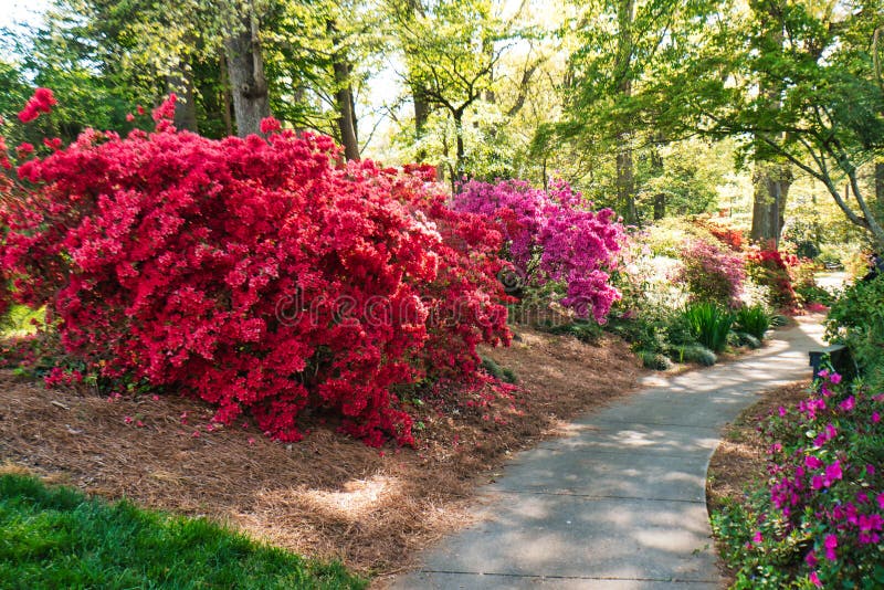 A Walkway through a Garden with Colorful Azaleas in Bloom. Stock Image ...