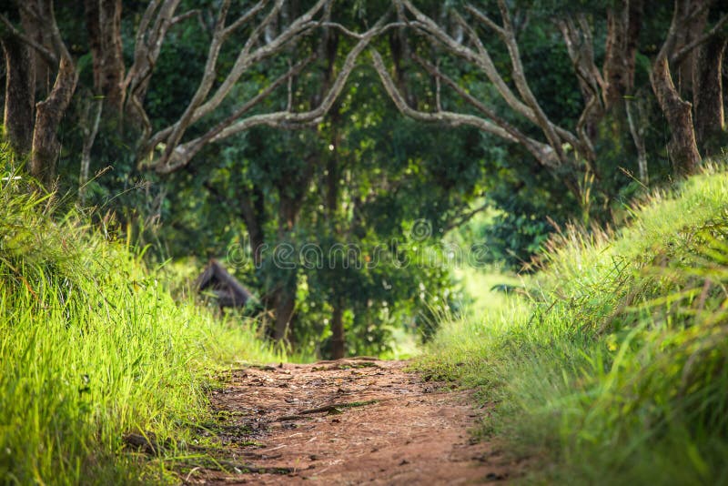 Walkway Inside Tropical Forest Surrounded by Tree and Grass Stock Photo ...