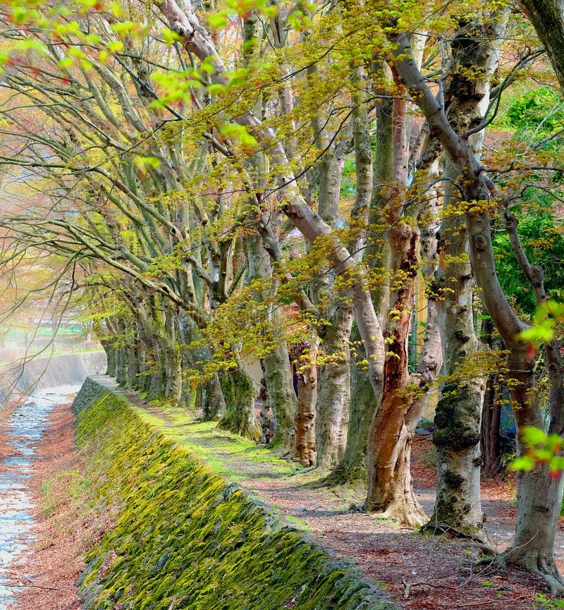 Walkway Lane with Green Trees in the Park Stock Image - Image of beauty ...