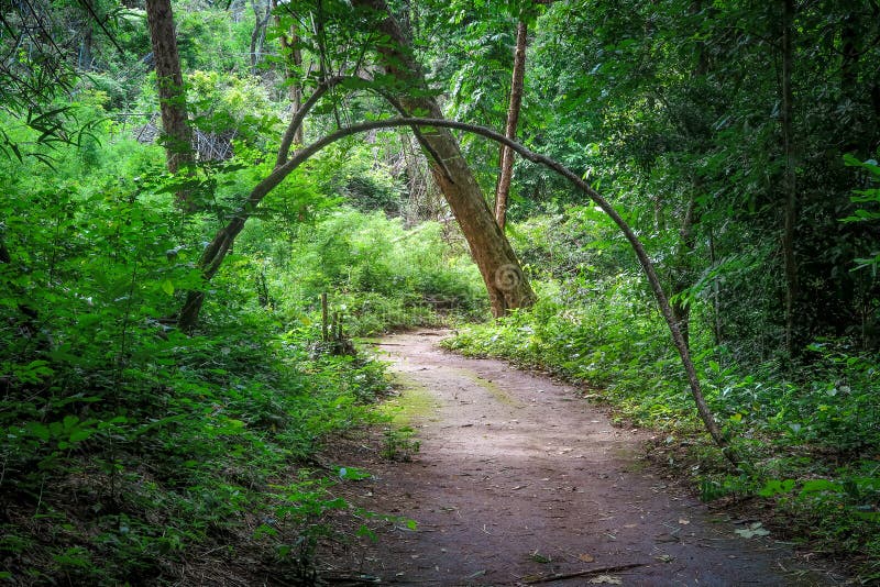 Walkway Lane Path in the Forest Stock Image - Image of tree, wild: 96655627